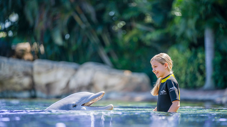 Dolphin Lagoon - Swim with Dolphins in Orlando | Discovery Cove