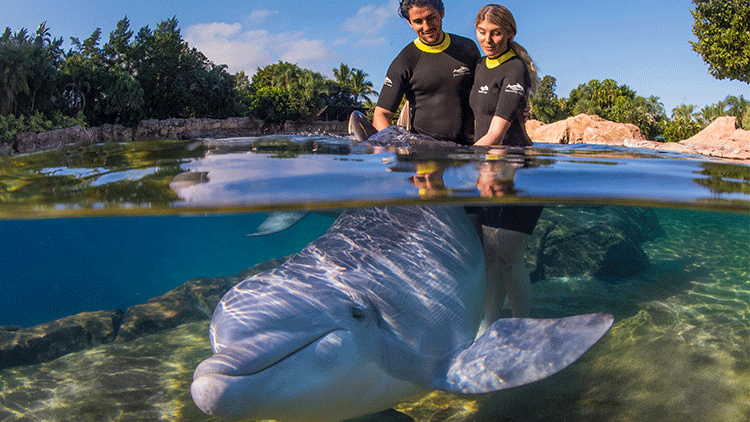 Dolphin Lagoon - Swim with Dolphins in Orlando | Discovery Cove