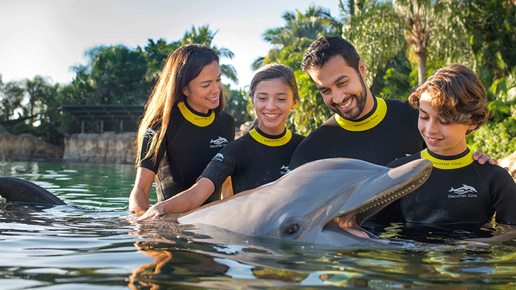 Dolphin Lagoon - Swim with Dolphins in Orlando | Discovery Cove
