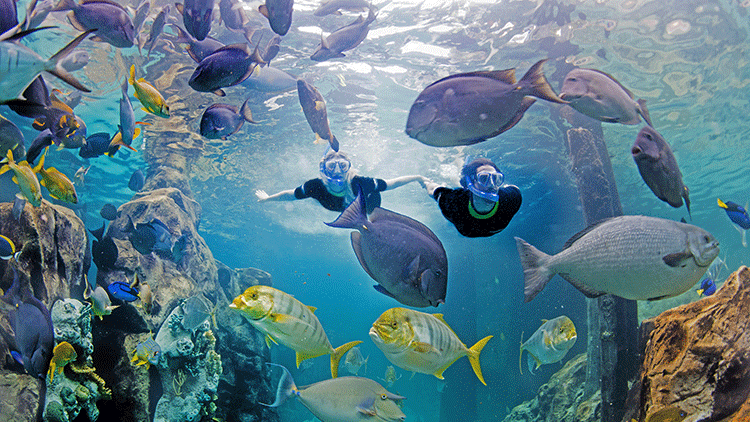 Discovery Cove Grand Reef - Snorkeling in Orlando | Discovery Cove