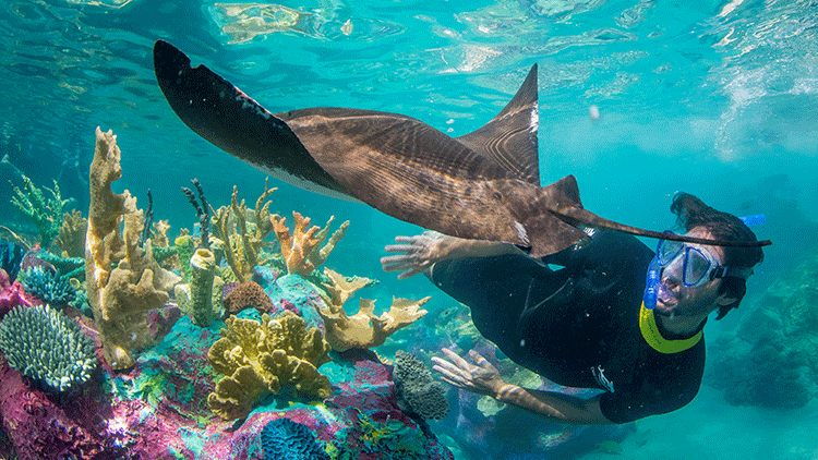 Discovery Cove Grand Reef - Snorkeling in Orlando | Discovery Cove